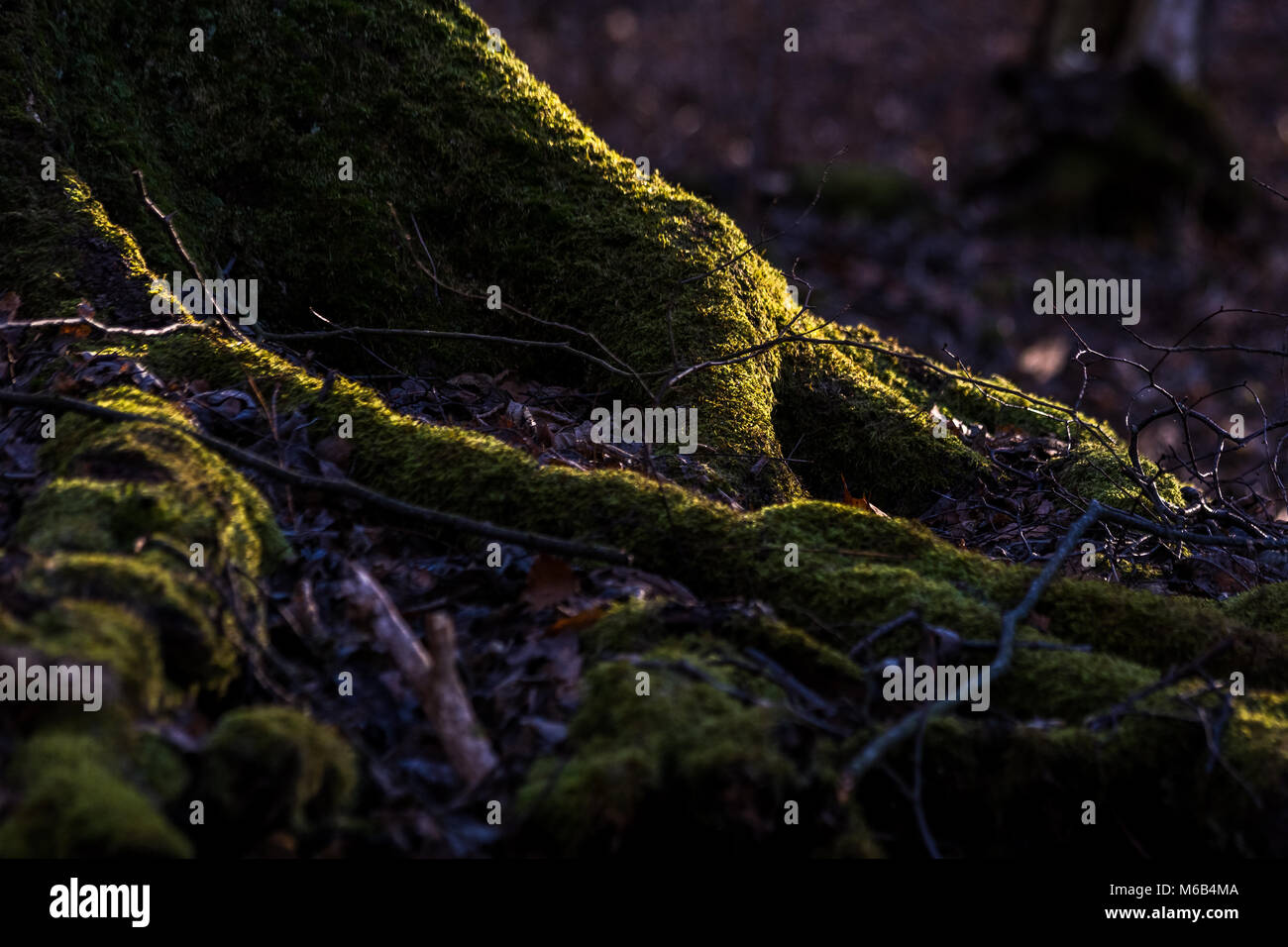 Moss on tree in forest with sunlight Stock Photo - Alamy