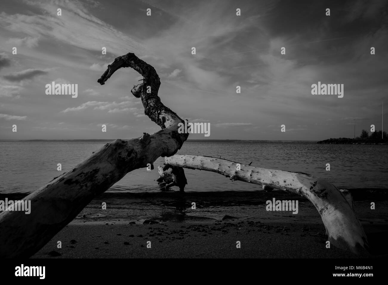Black and white trees at beach Stock Photo - Alamy