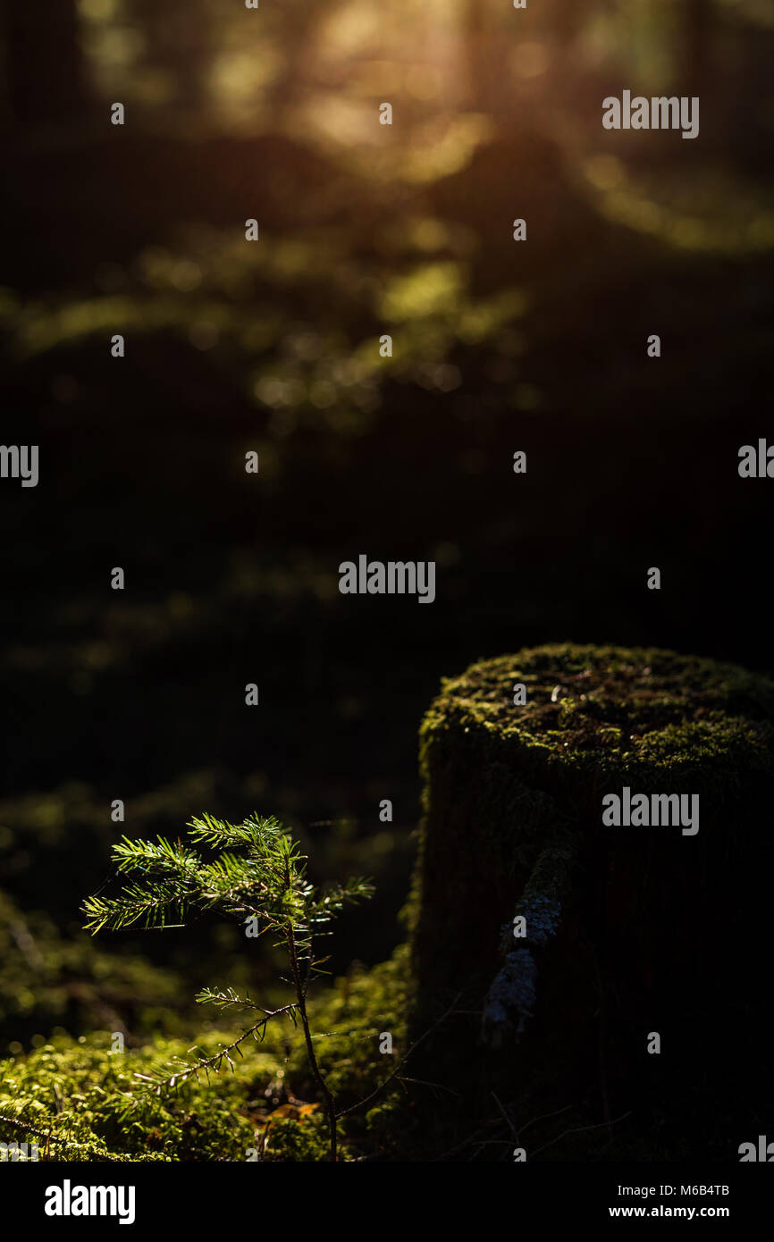 Deep Into The Forrest High Resolution Stock Photography and Images - Alamy