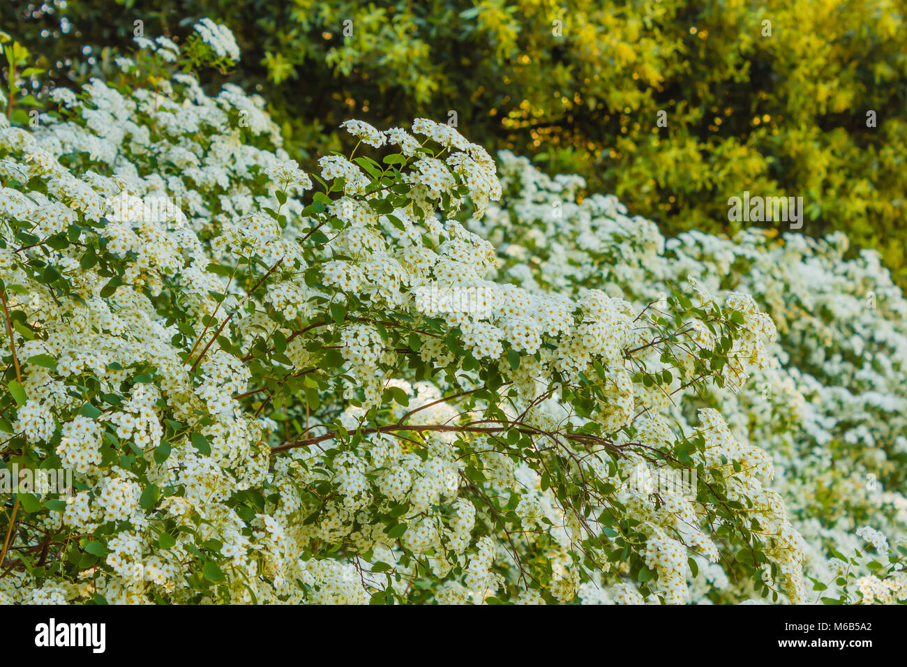 Spirea hedge hi-res stock photography and images - Alamy