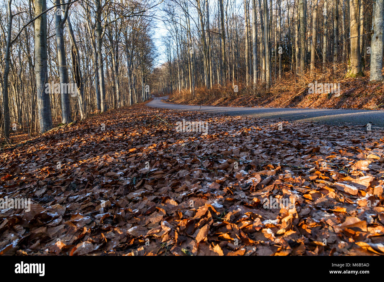 Road in forest with alot of yellow leafs Stock Photo - Alamy
