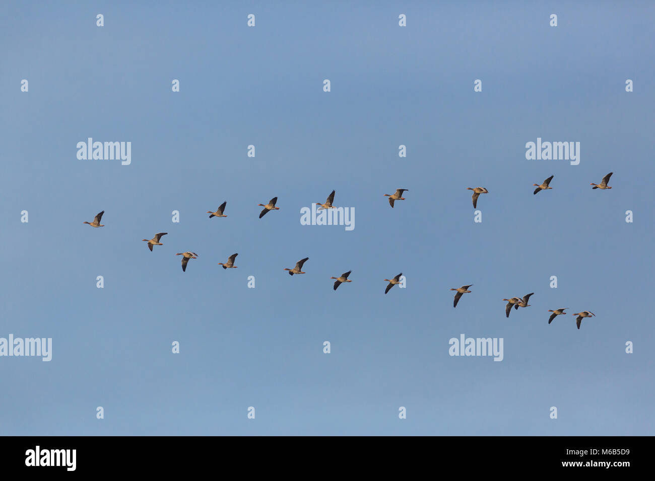 Seagulls V Formation