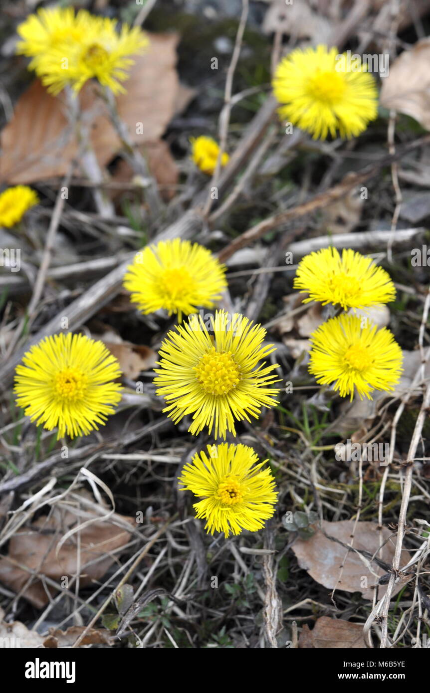 Coltsfoot flowers Tussilago farfara in early spring Stock Photo - Alamy