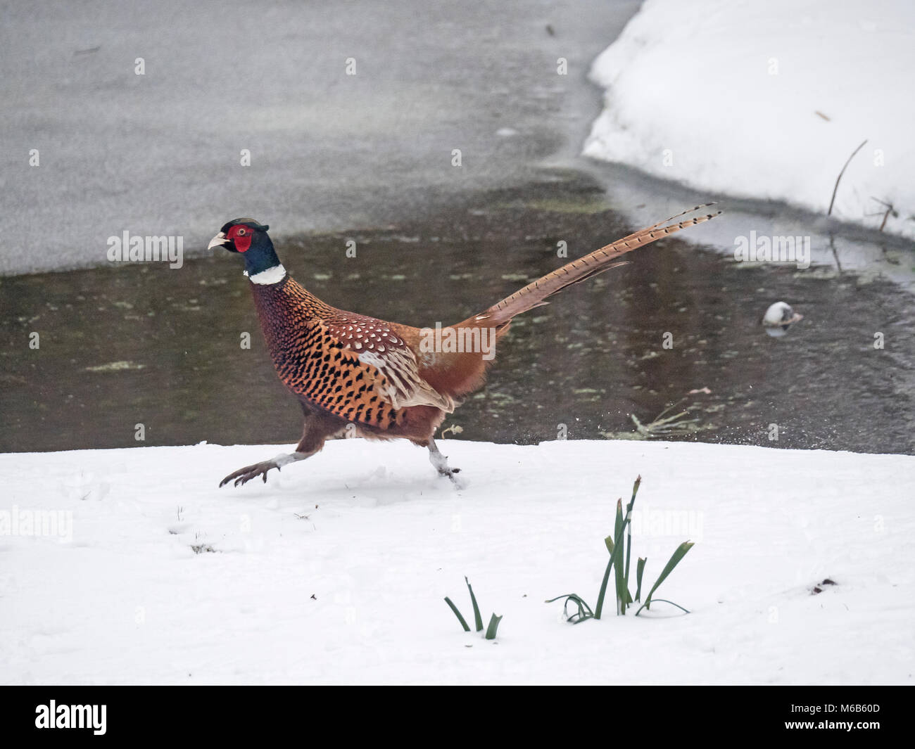 Pheasant shooting snow hi-res stock photography and images - Alamy