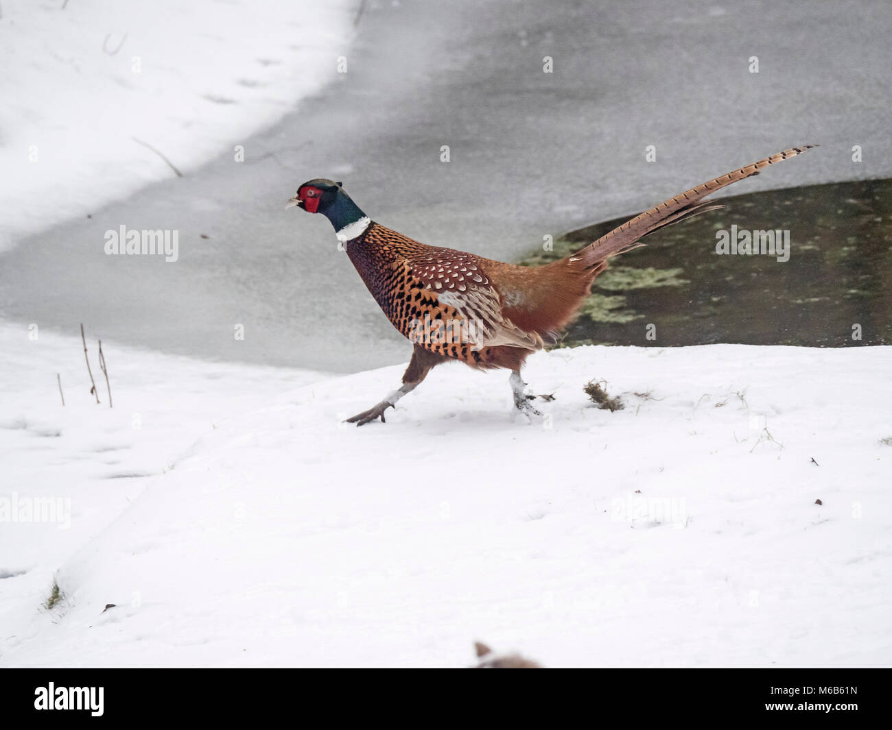 Male pheasant running hi-res stock photography and images - Alamy