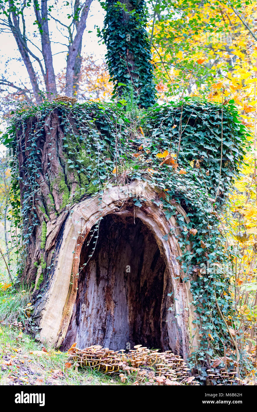 Hollow tree trunk Stock Photo - Alamy