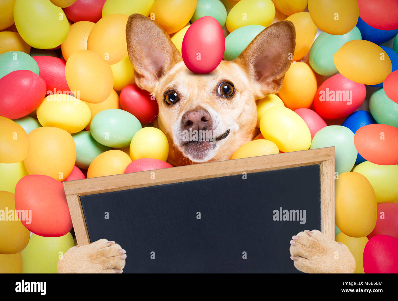 happy easter dog lying in bed full of funny colourful eggs ,holding a ...