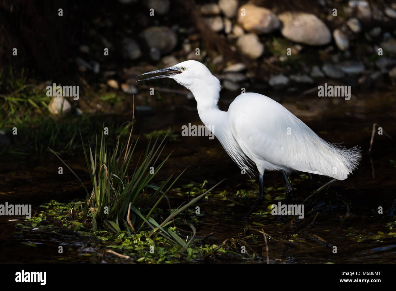 natural white little egret (egretta garzetta) hunting at dark riverside ...