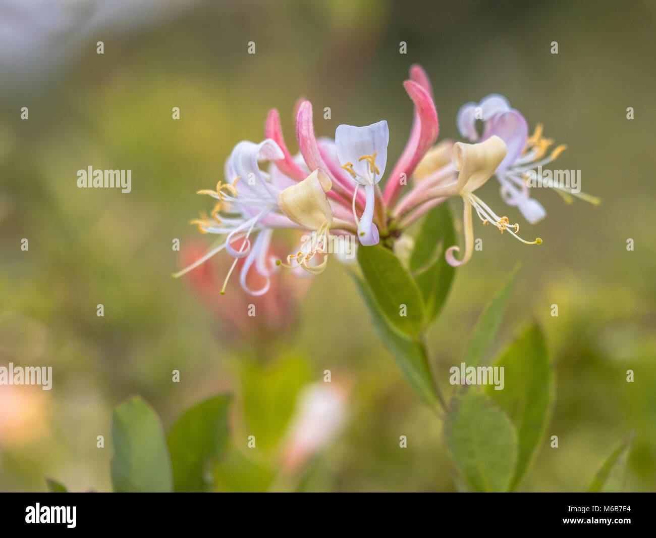 Blooming Perfoliate honeysuckle (Lonicera caprifolium) Wildflower in ...
