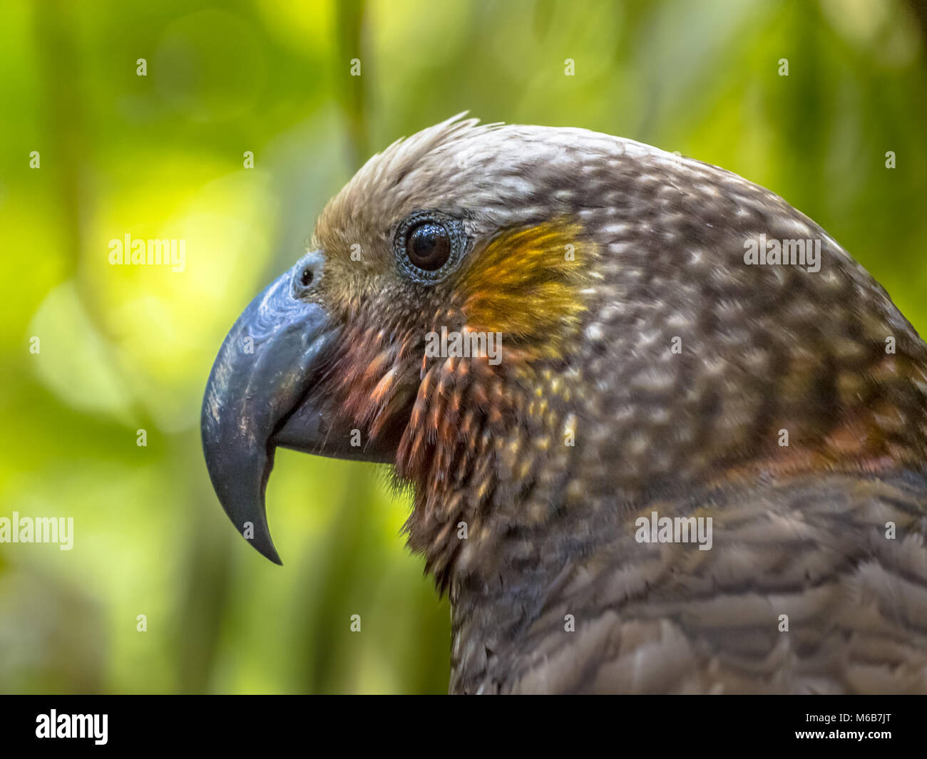 Nz native birds hi-res stock photography and images - Alamy