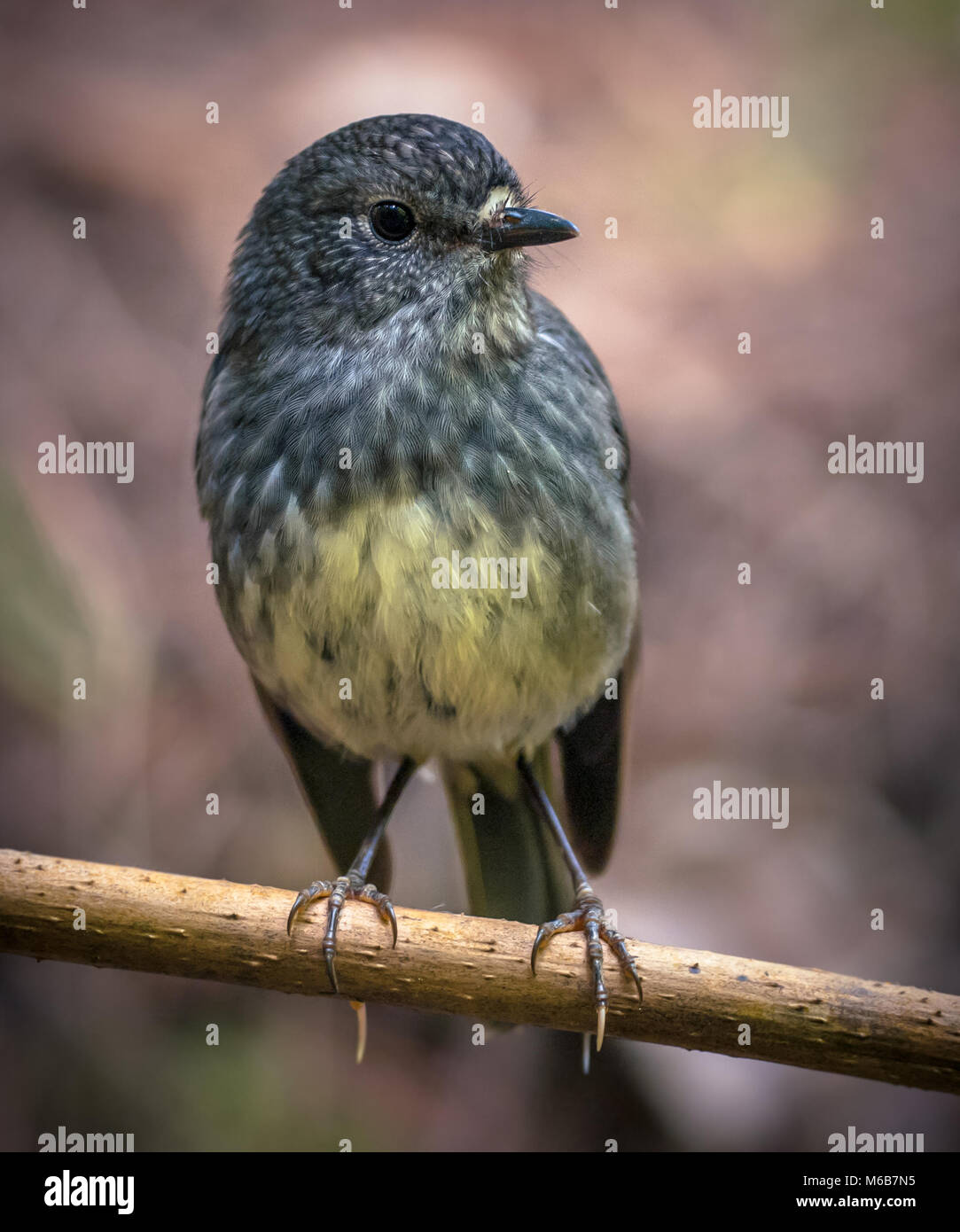 Nz native birds hi-res stock photography and images - Alamy