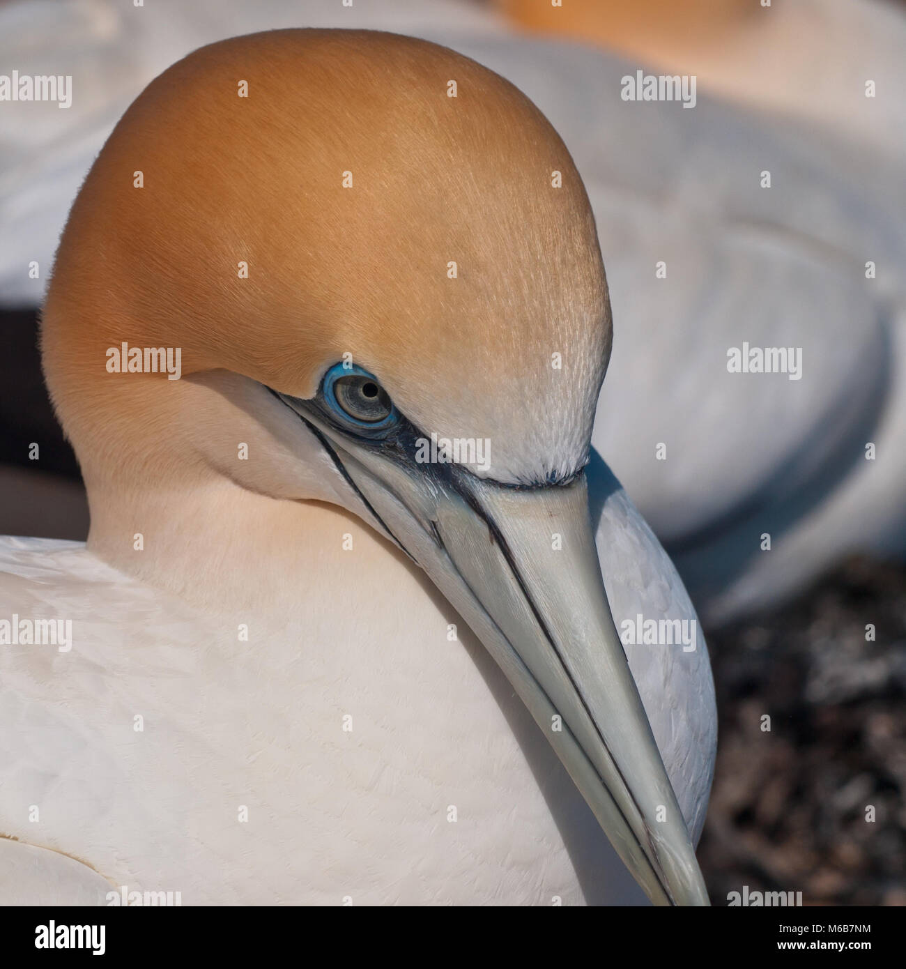 Napier blue bird hi-res stock photography and images - Alamy