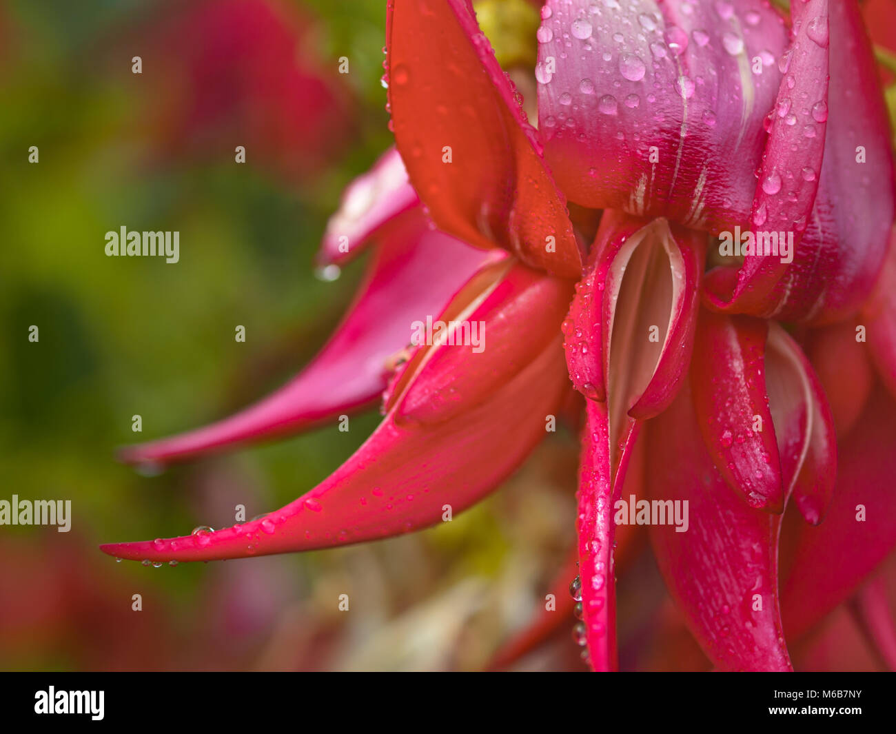 Kakabeak flowers (Clianthus puniceus). This endangered plant species is ...