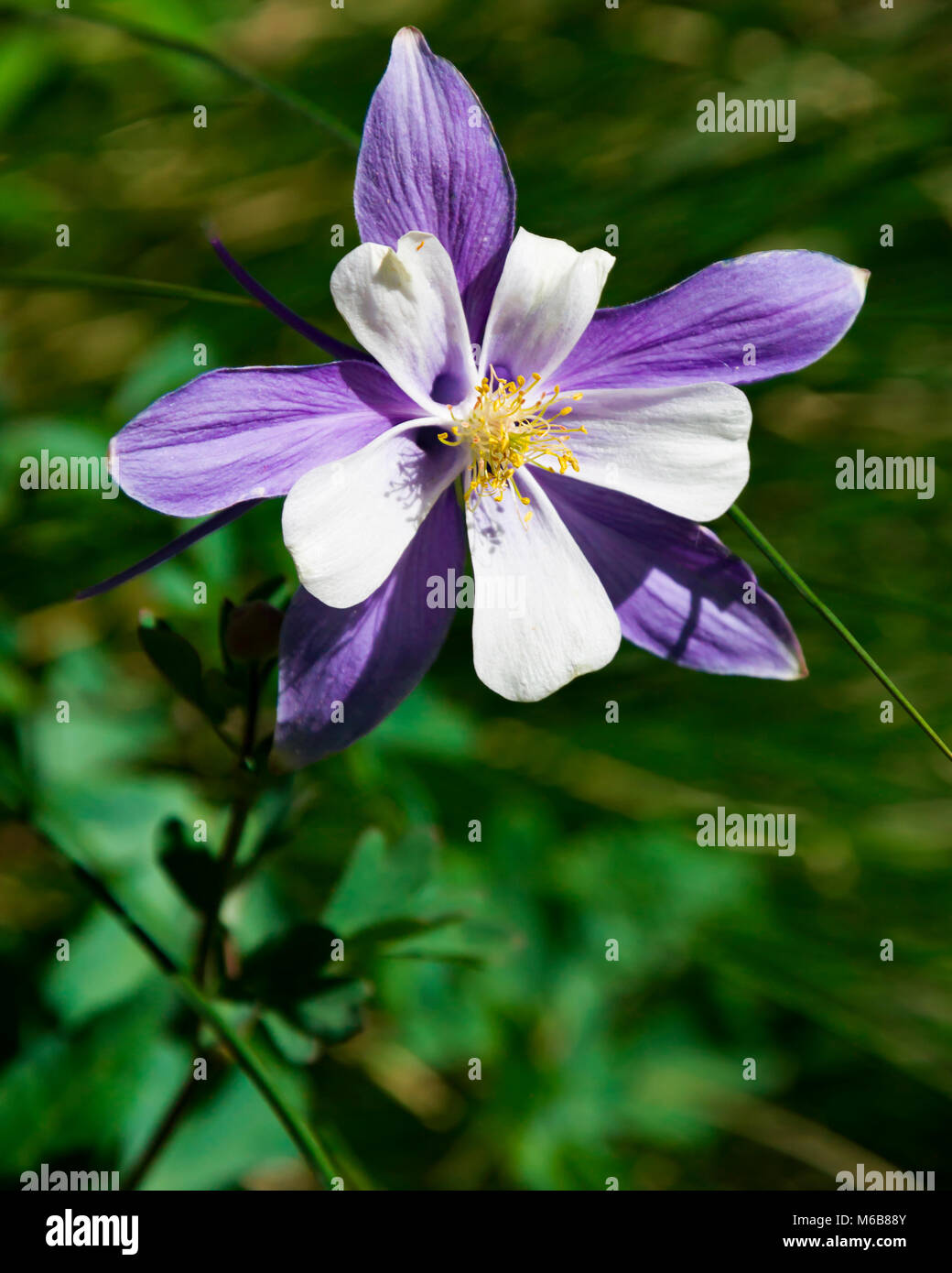 Columbine colorado state flower hi-res stock photography and images - Alamy