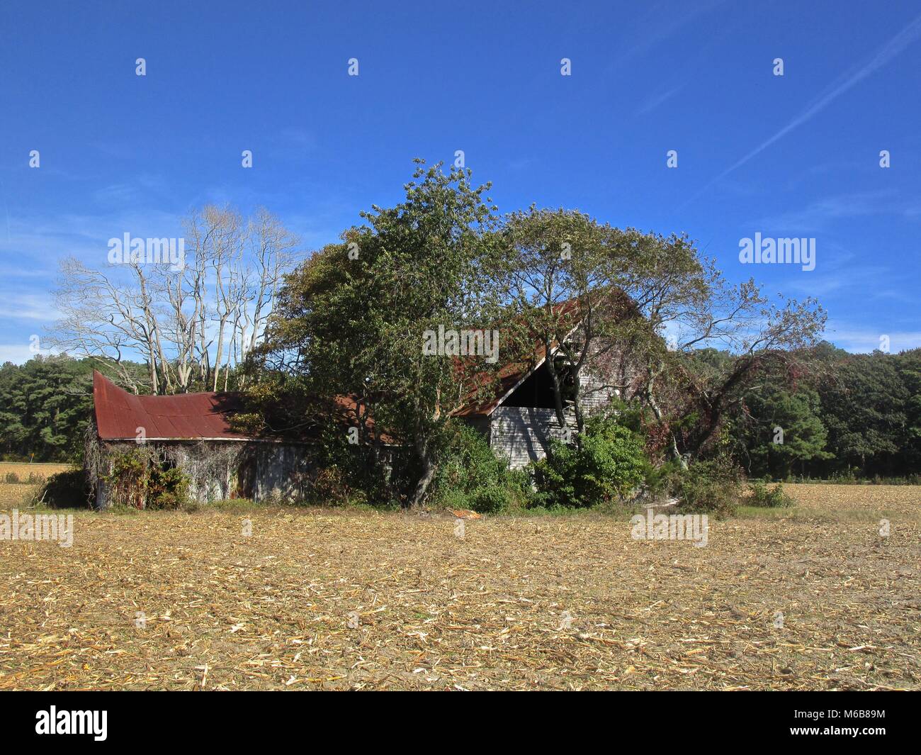 Abandoned farm buildings overgrown with trees and shrubs, in a field of ...