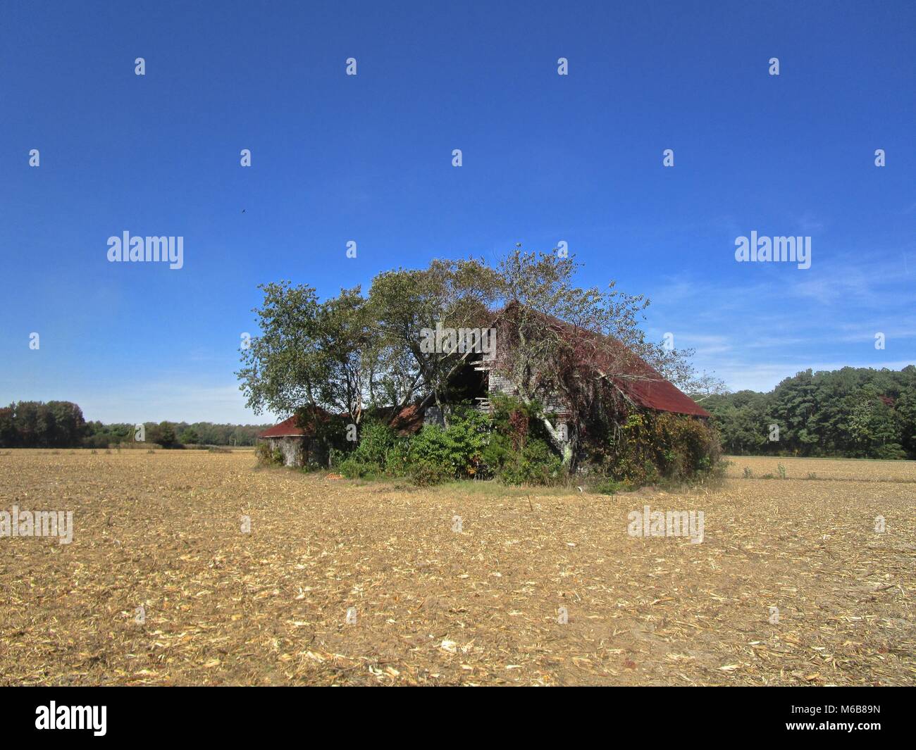 Abandoned farm buildings overgrown with trees and shrubs, in a field of ...