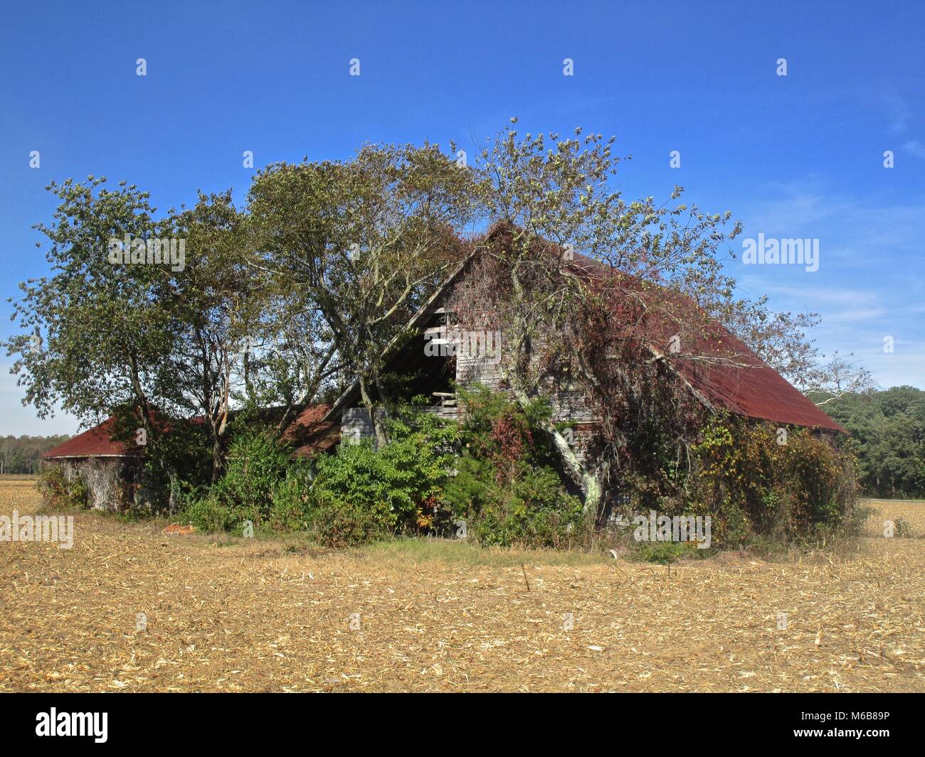 Abandoned farm buildings overgrown with trees and shrubs, in a field of ...