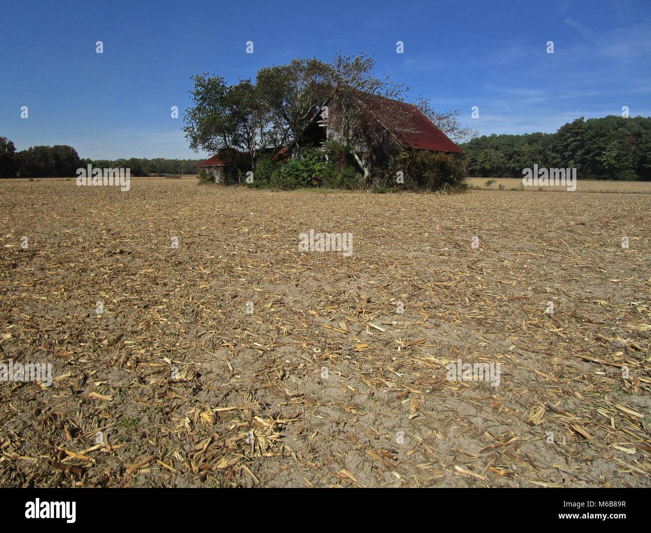 Abandoned farm buildings overgrown with trees and shrubs, in a field of ...