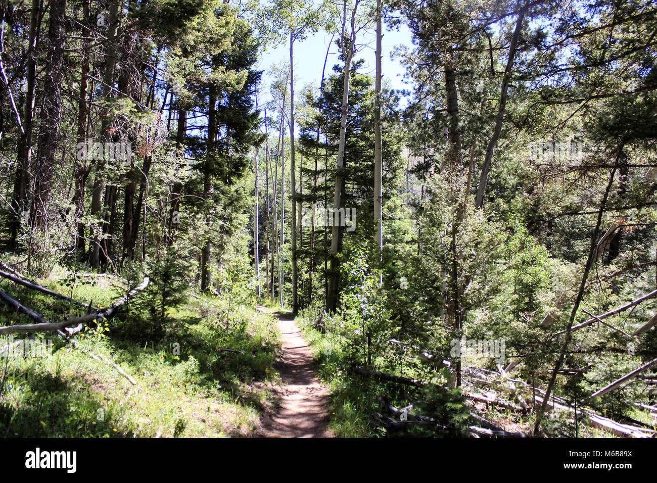A long path winds through the forest Stock Photo - Alamy