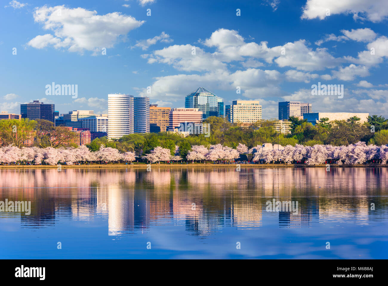 Potomac river cherry blossoms hi-res stock photography and images - Alamy