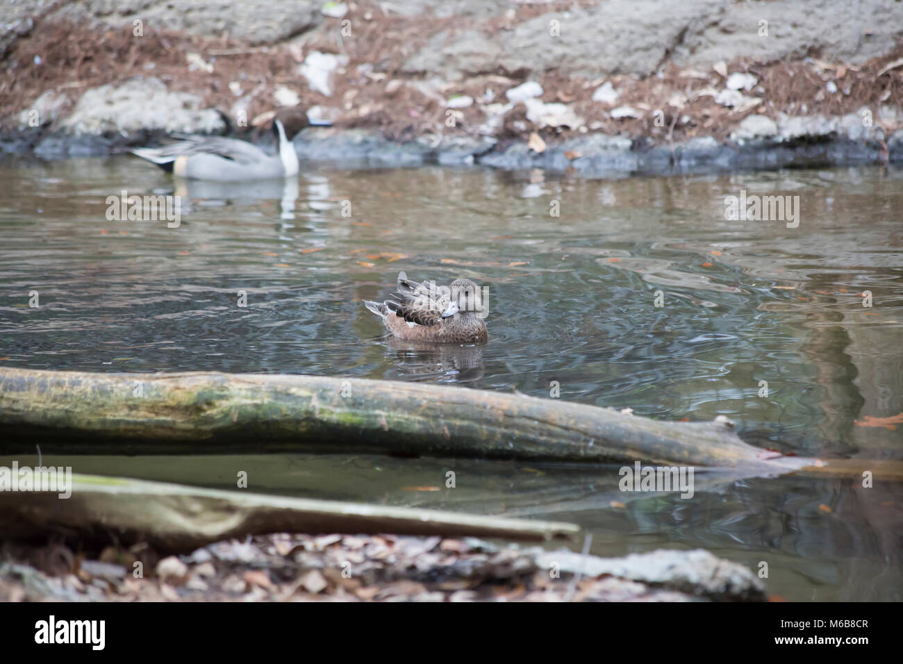 American wigeon hen swimming in a small pond with a pintail drake in ...