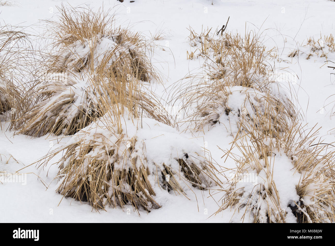 Bentgrass hi-res stock photography and images - Alamy