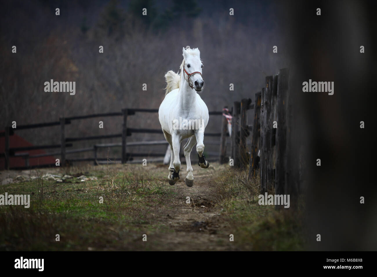 Color image of a white horse, running Stock Photo - Alamy