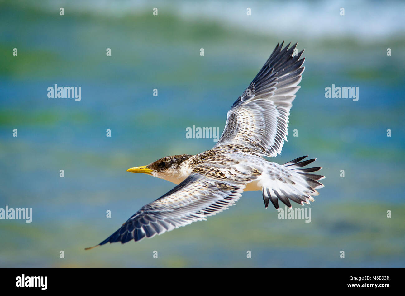 Juvenile Greater crested tern chick(Thalasseus bergii) learning to fly ...