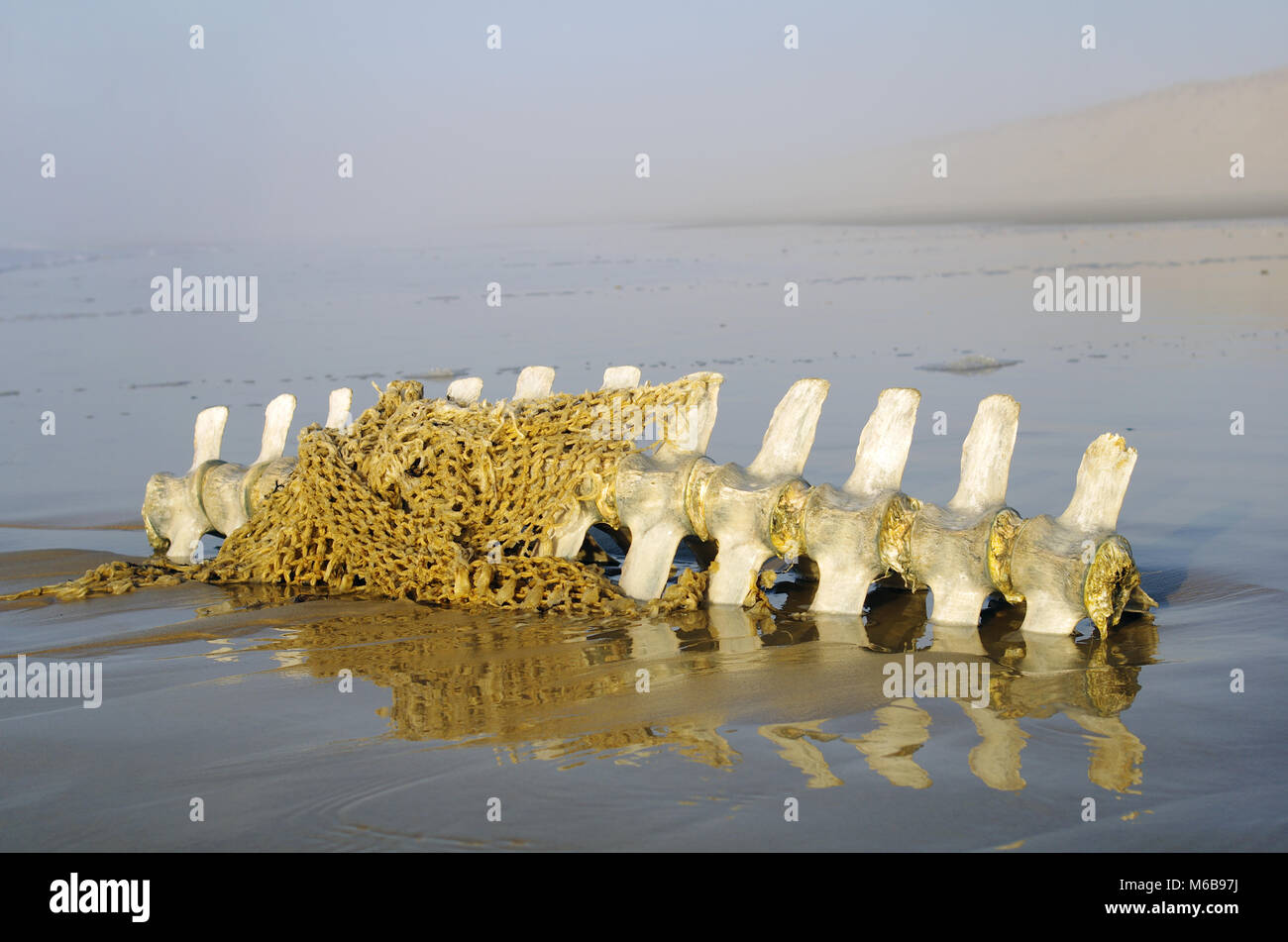 Dead fish beach pollution hi-res stock photography and images - Alamy