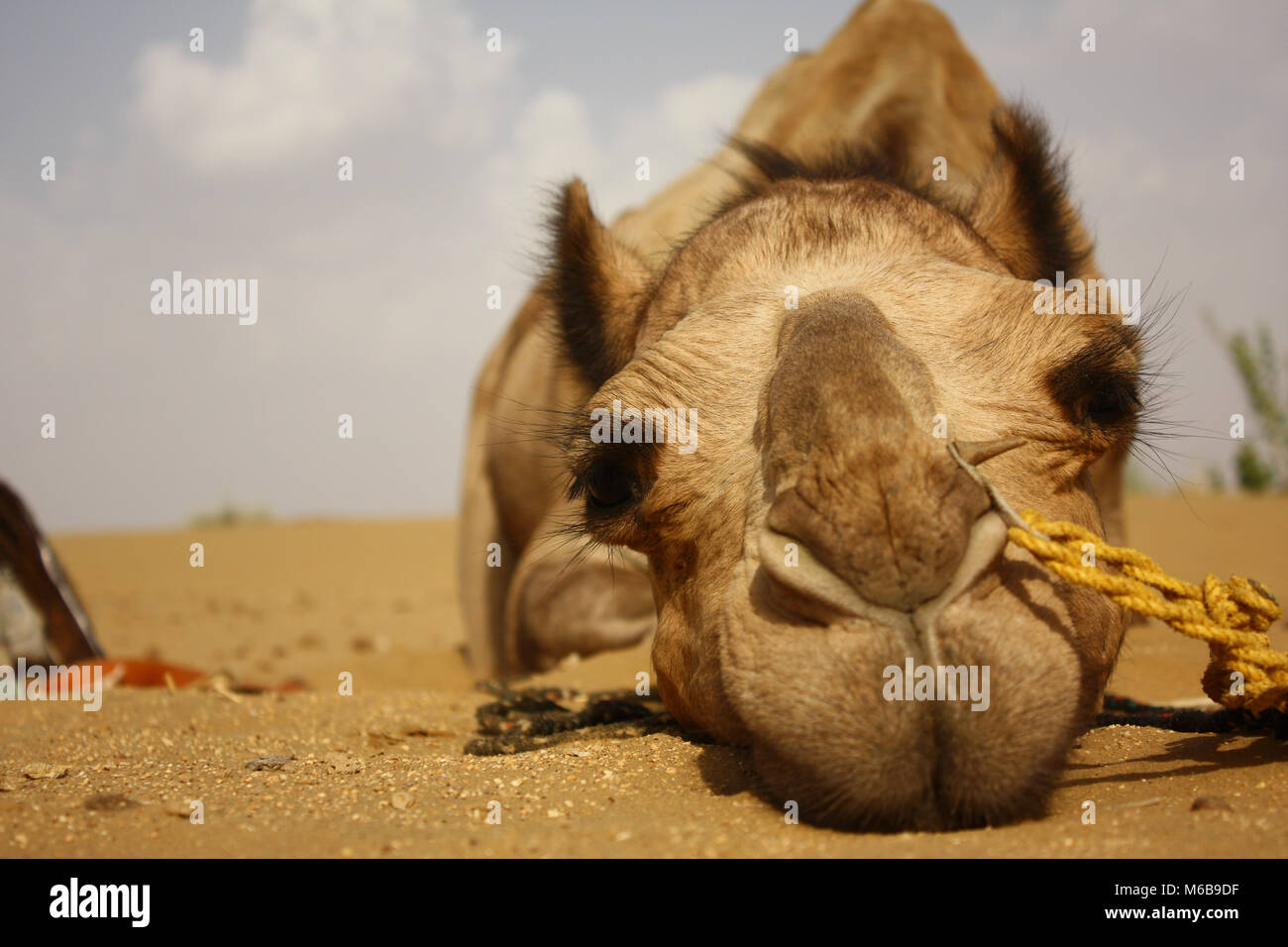 A tired camel looks into the camera while resting on the sandy ground ...