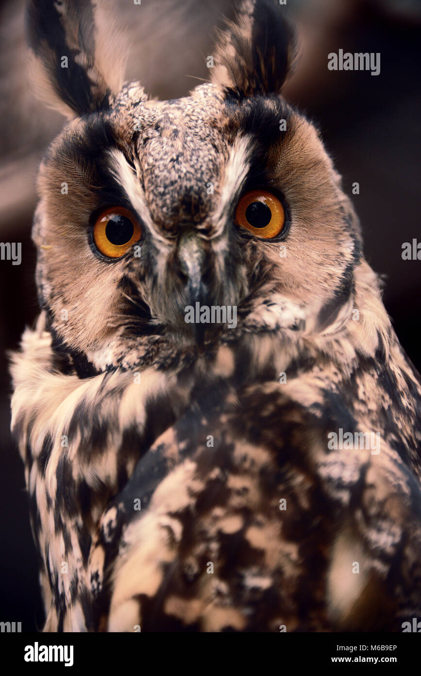 Long-eared owl looking at camera Stock Photo - Alamy