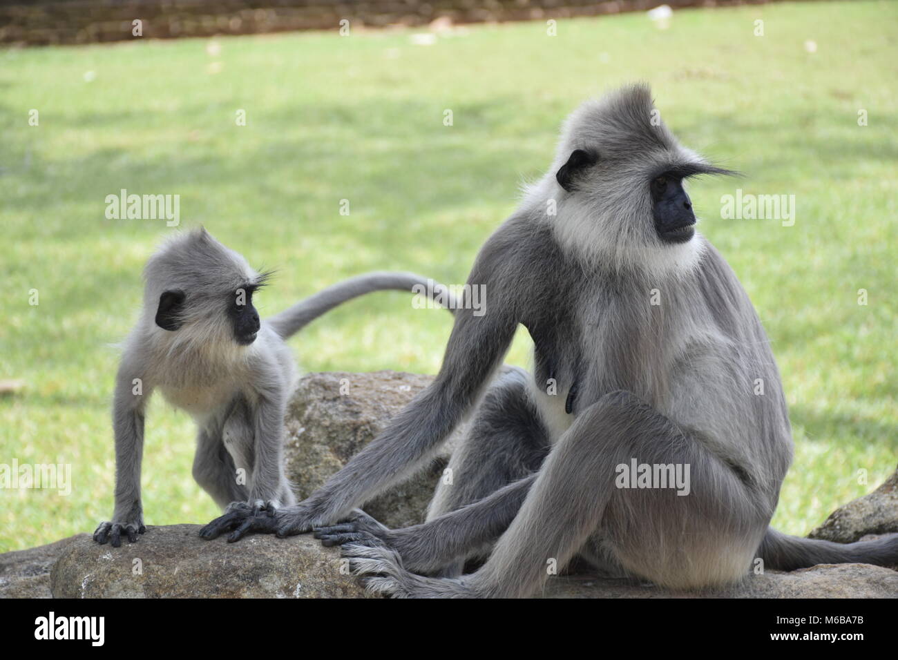 monkeys, Sri Lanka Stock Photo - Alamy