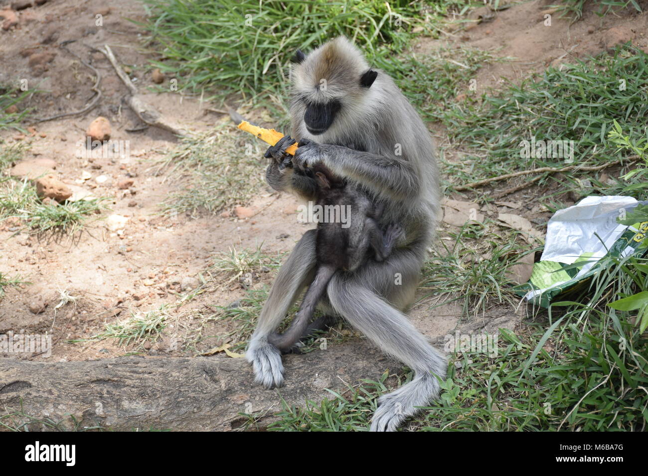 Animal monkey sri lanka hi-res stock photography and images - Alamy