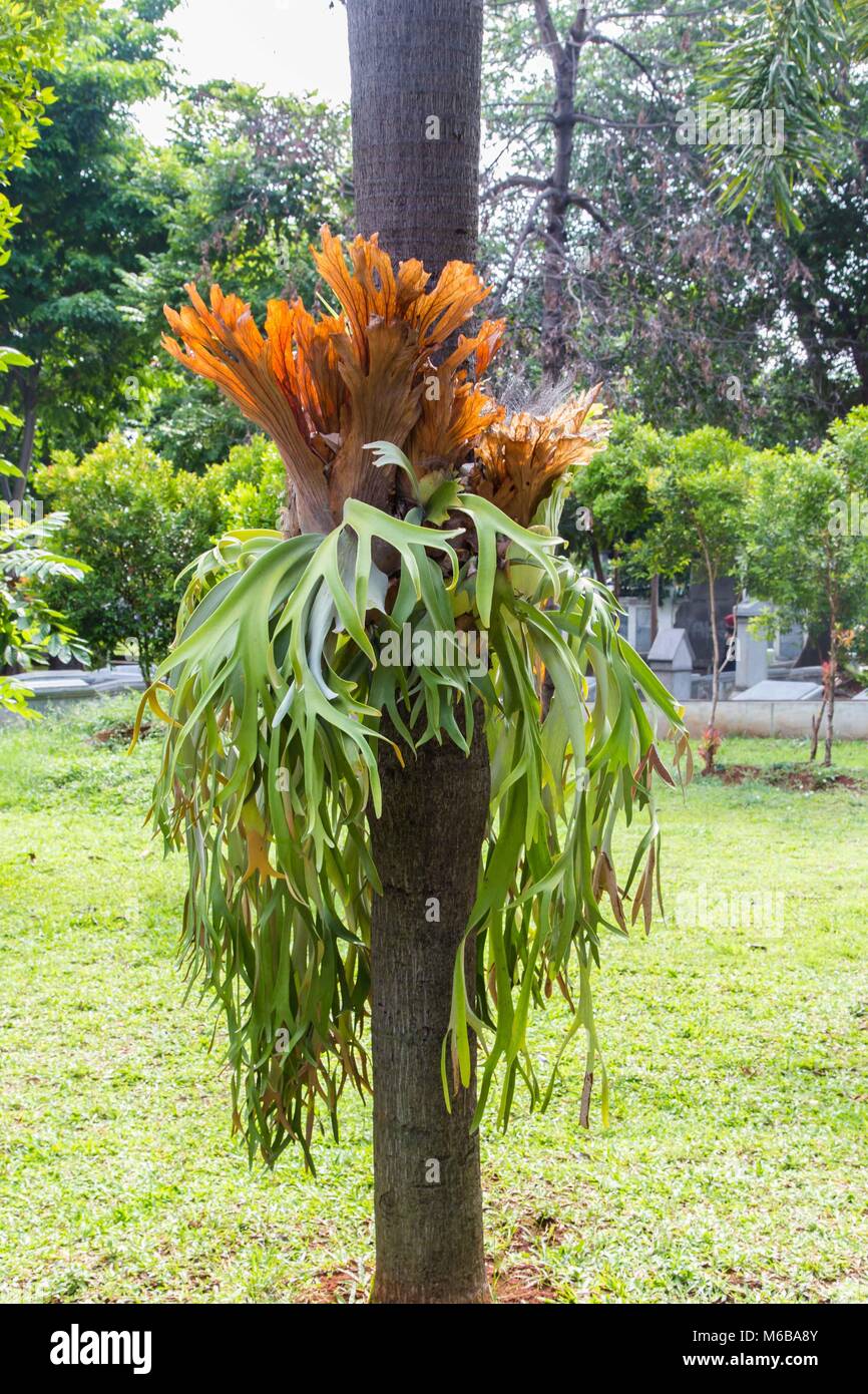 Staghorn Fern on a tree Stock Photo - Alamy