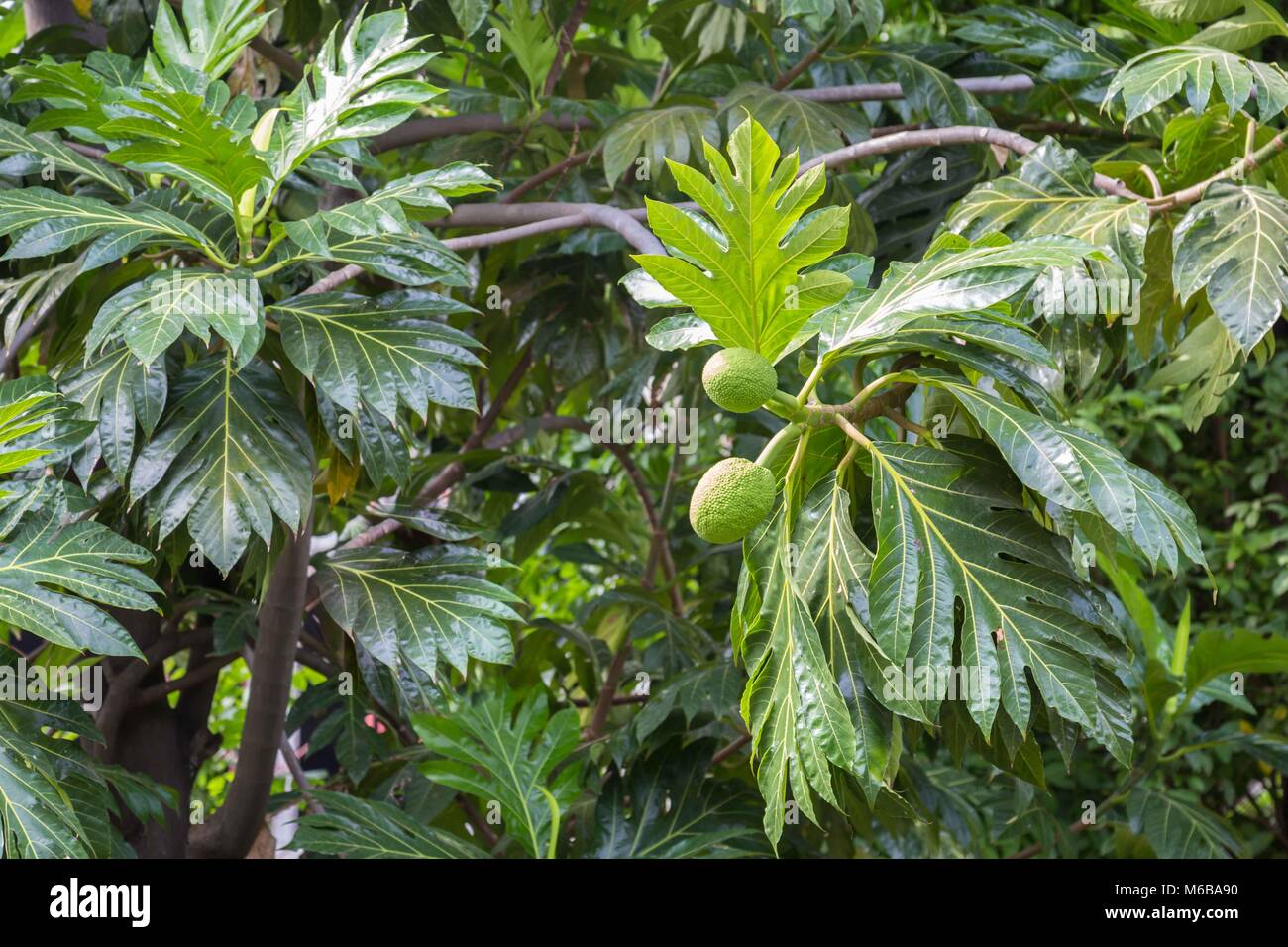 Sukun or bread fruit hanging on a tree Stock Photo - Alamy