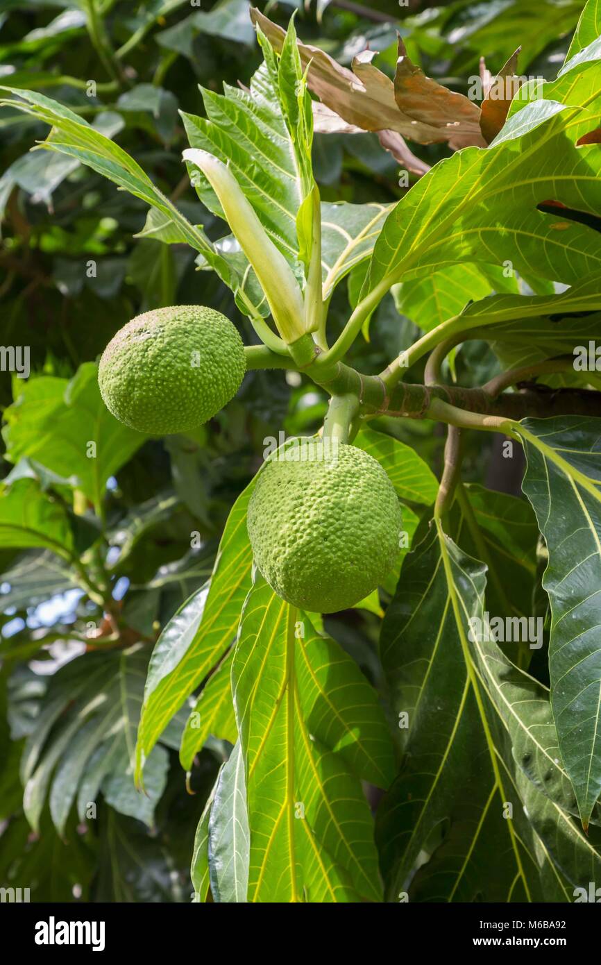 Sukun or bread fruit hanging on a tree Stock Photo - Alamy