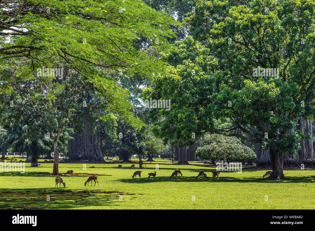 Presidential Palace of the Republic of Indonesia in Bogor, West Stock ...