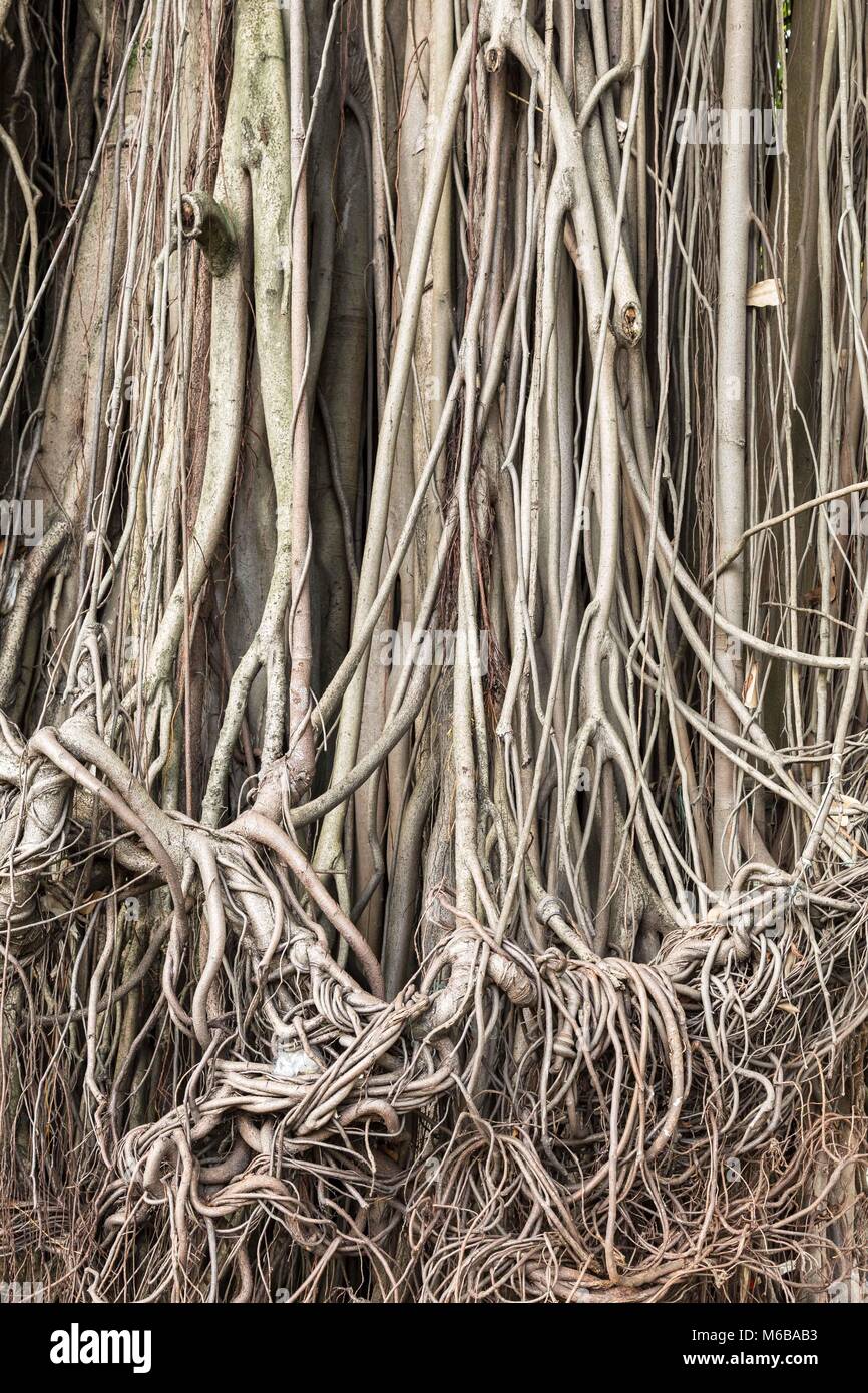 Lianes hi-res stock photography and images - Alamy