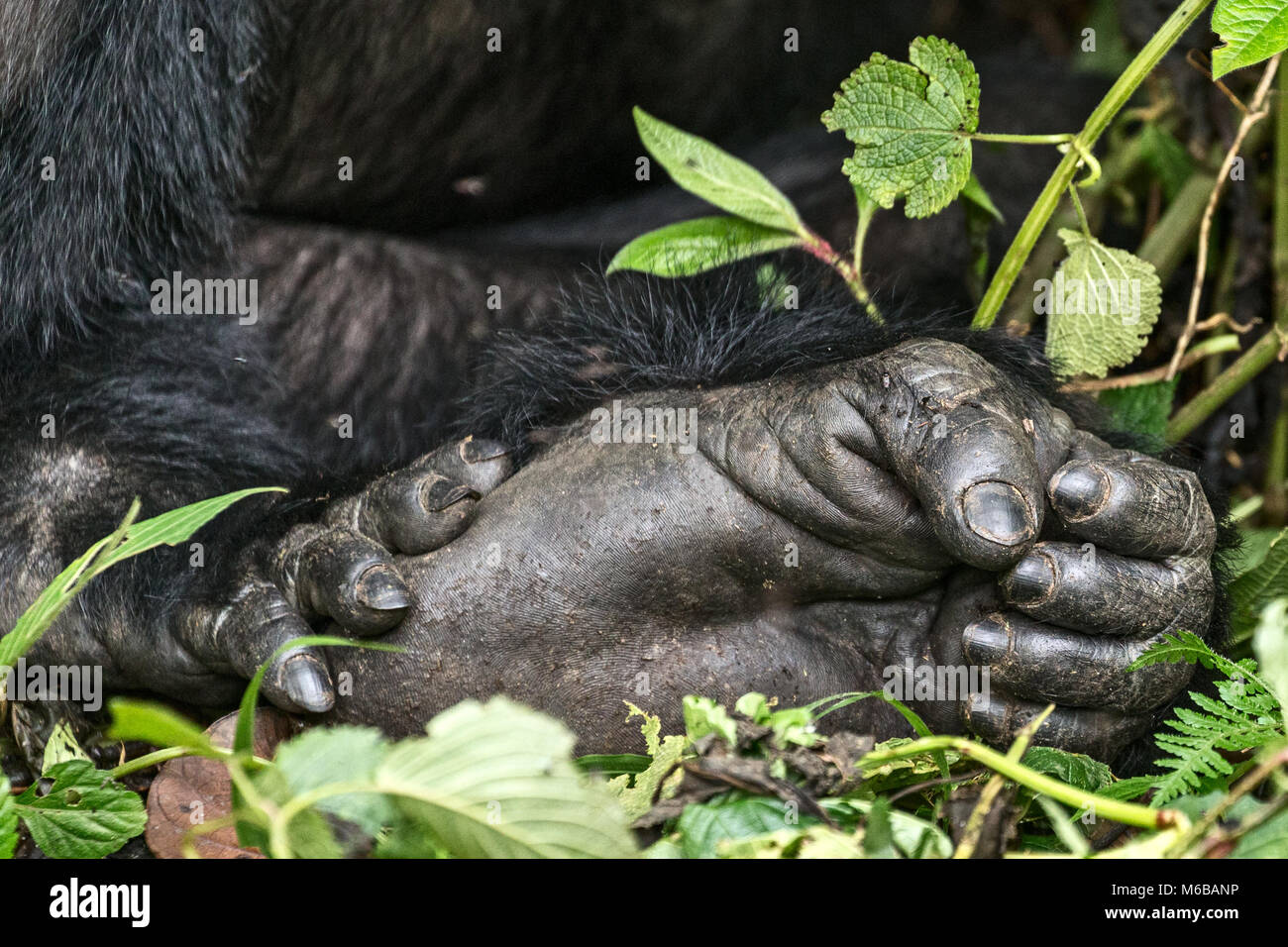 Male feet soles hi-res stock photography and images - Alamy