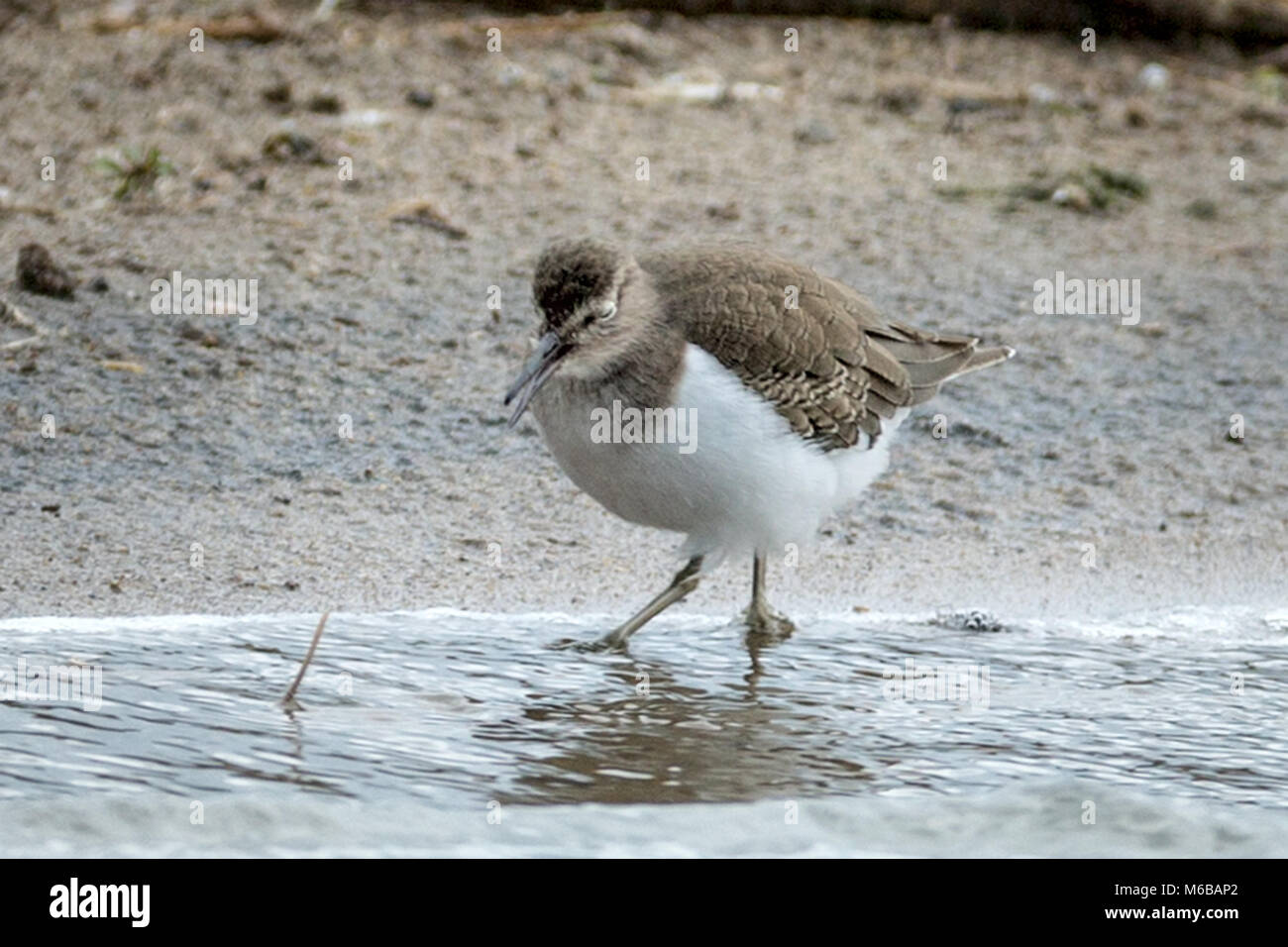 common sandpiper (Actitis hypoleucos) Queen Elizabeth National Park ...