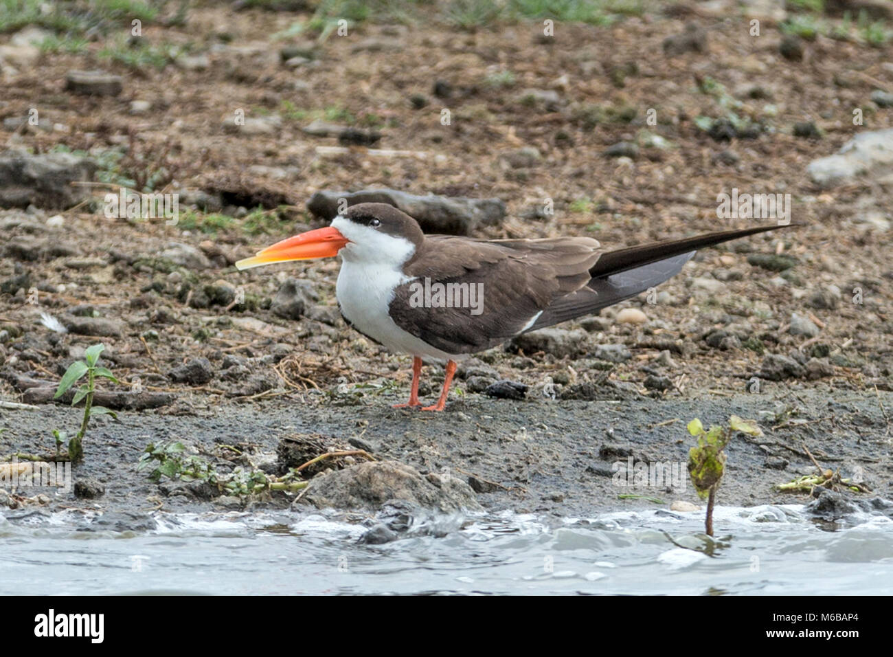 African skimmer (Rynchops flavirostris) Lake Victoria, Queen Elizabeth ...