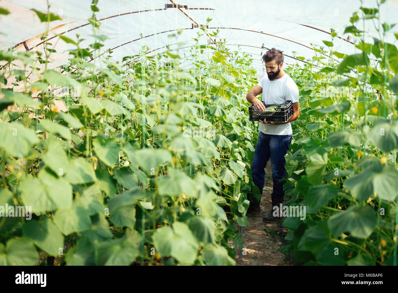 Male farmer picking fresh cucumbers from his hothouse garden Stock ...