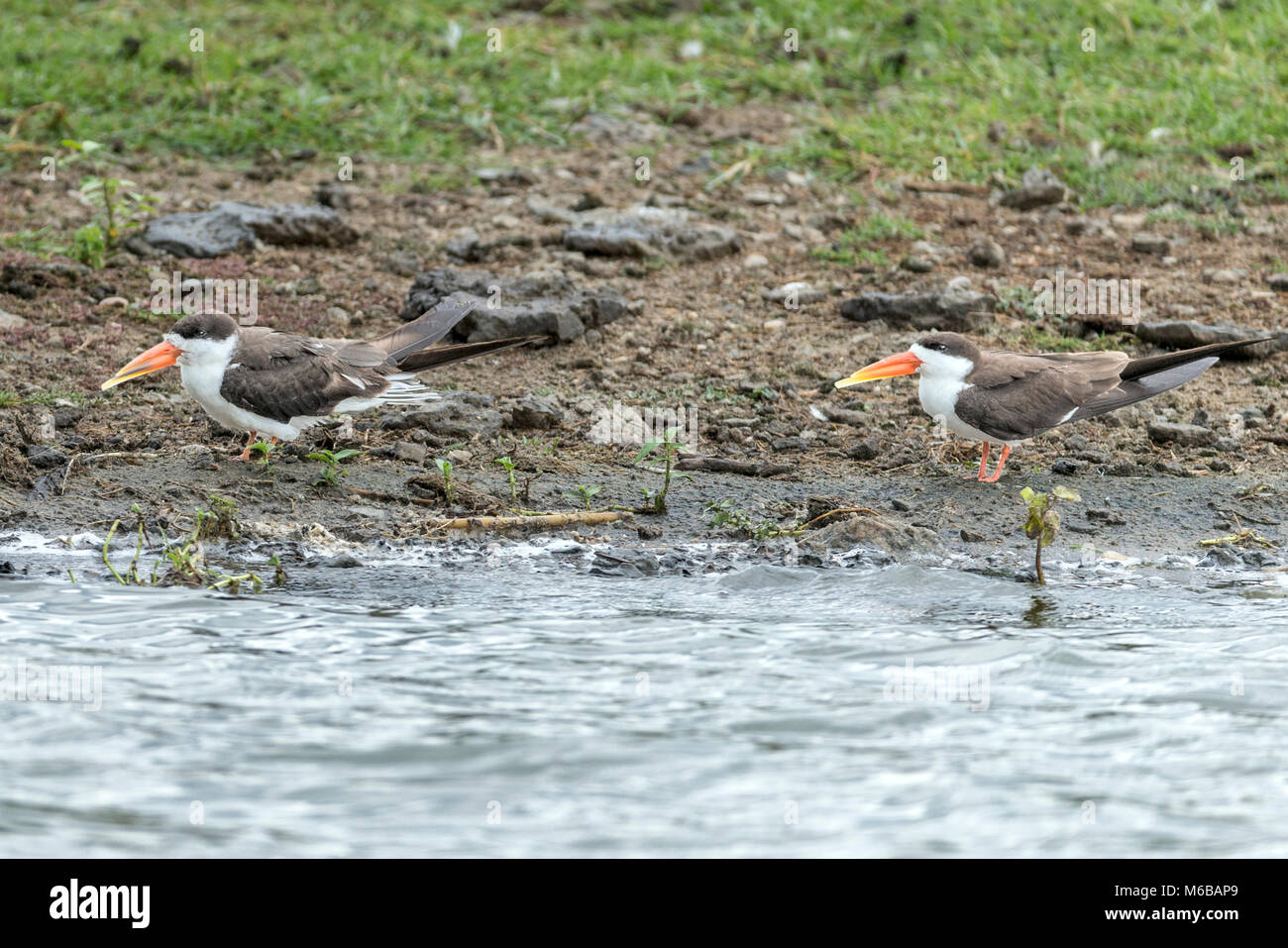 African skimmer (Rynchops flavirostris) Lake Victoria, Queen Elizabeth ...