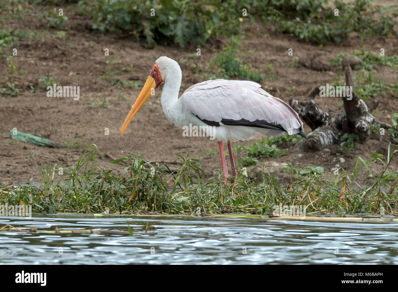 Yellow-billed stork (Mycteria ibis), aka the wood stork or wood ibis ...