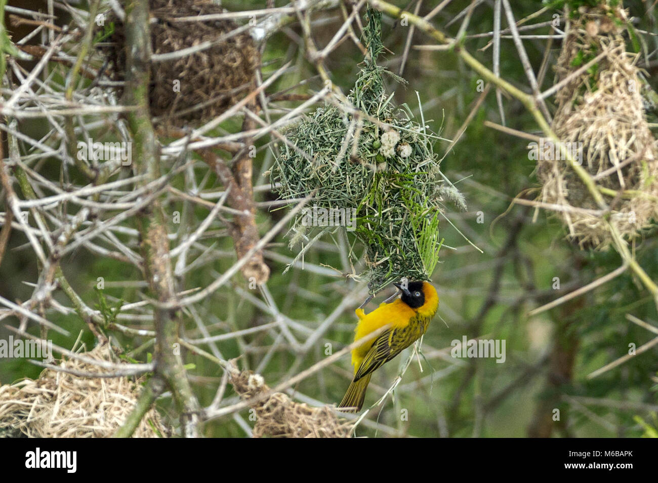 Black-headed weaver (Ploceus melanocephalus), aka yellow-backed weaver ...
