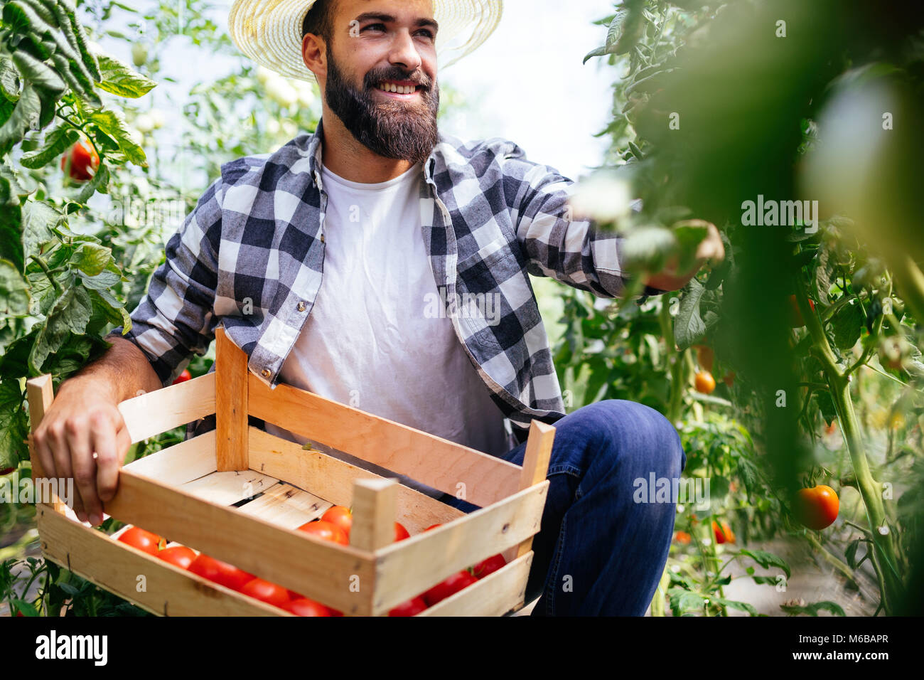 Male farmer picking fresh tomatoes from his hothouse garden Stock Photo - Alamy