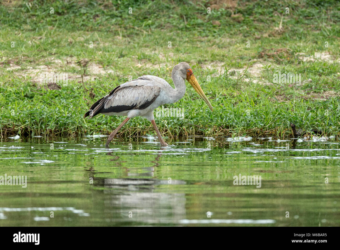 Young queen victoria hi-res stock photography and images - Alamy