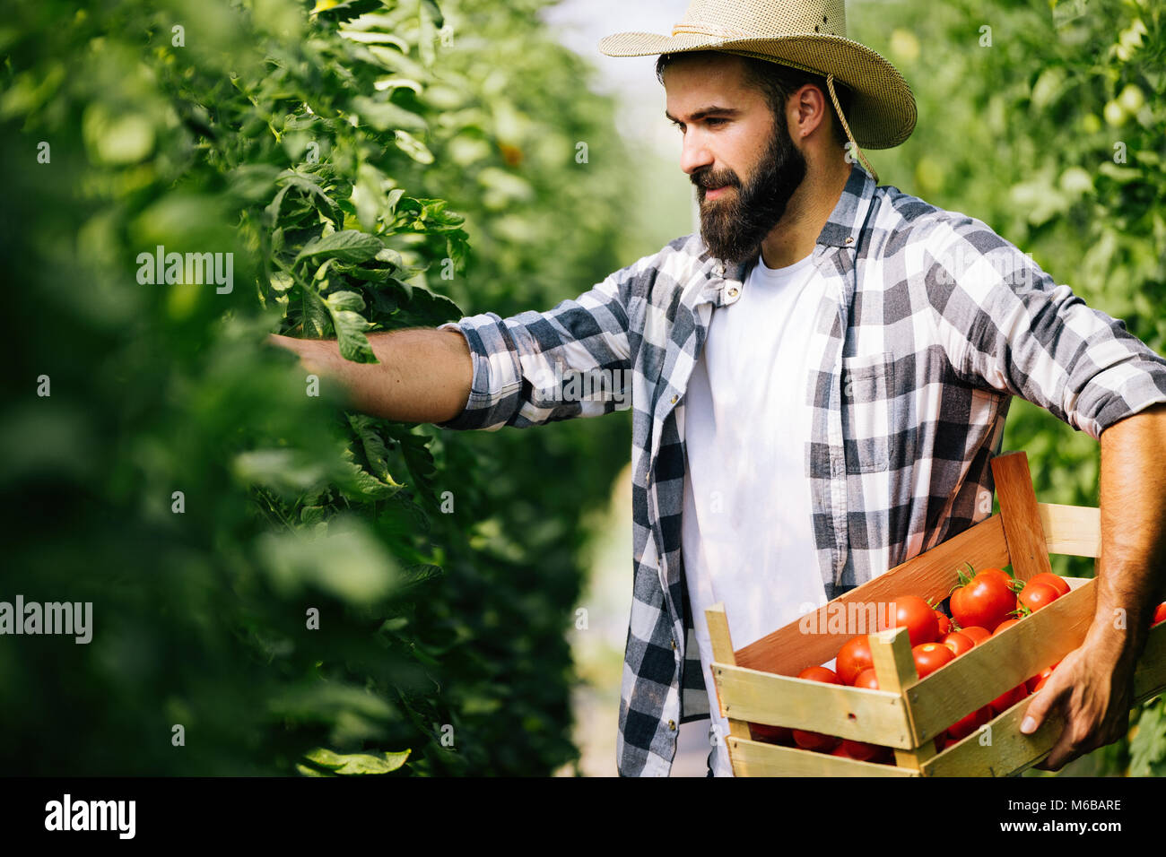Male farmer picking fresh tomatoes from his hothouse garden Stock Photo - Alamy