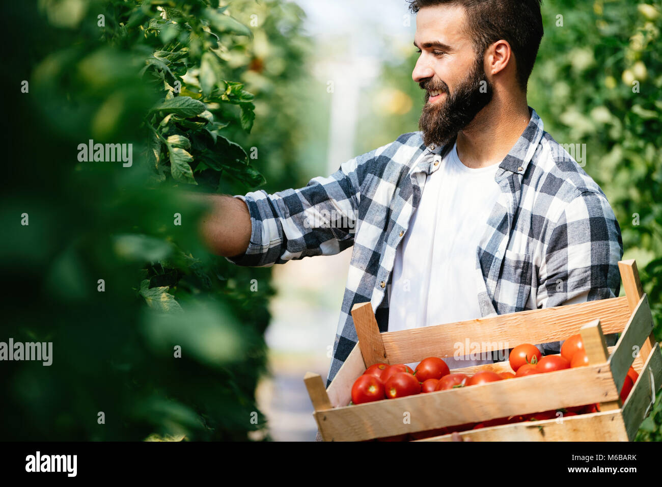 Male farmer picking fresh tomatoes from his hothouse garden Stock Photo - Alamy