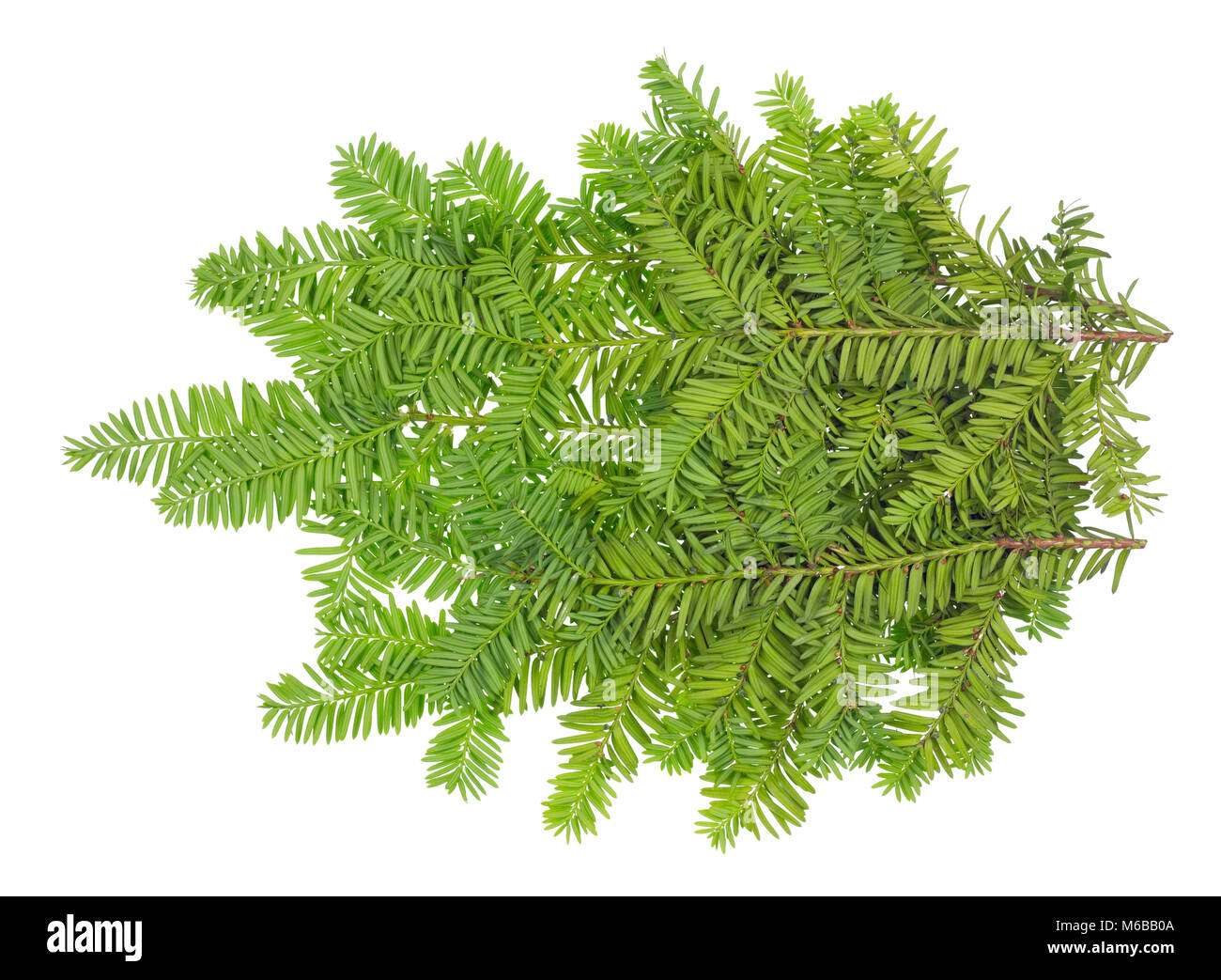 Branche of an evergreen coniferous Yew xmas tree. Isolated on white ...